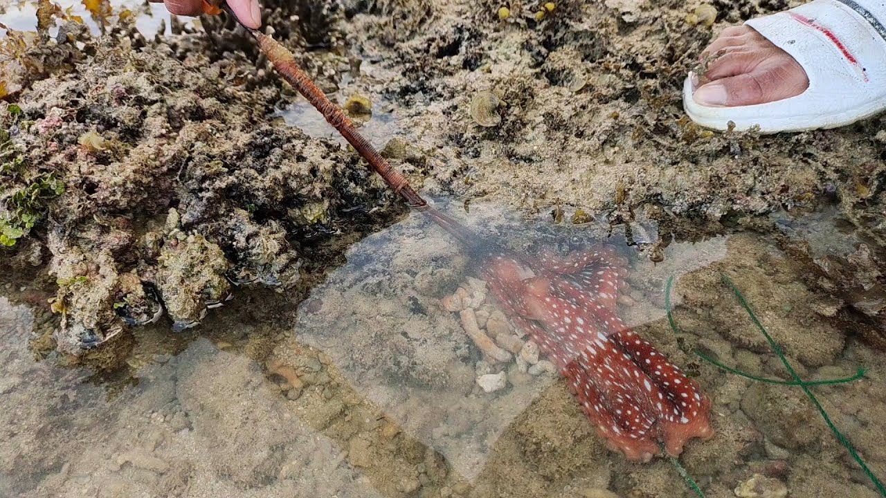 Palatandaan nang bahay nang red octopus o tabugok, - YouTube