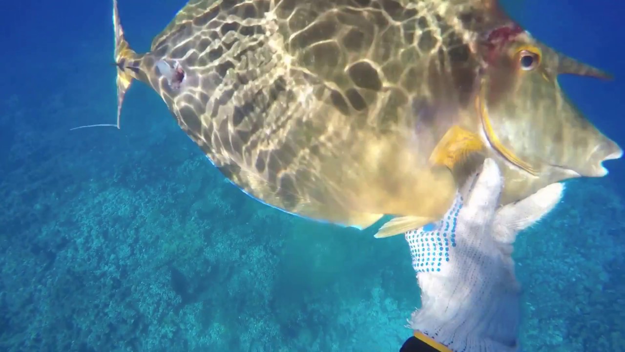 Spearfishing Fiji II - YouTube