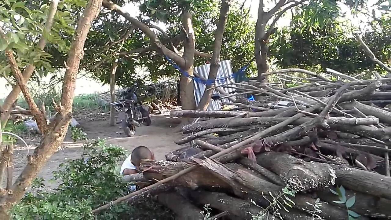 Kalapati white feather, white imported , tacloban - YouTube