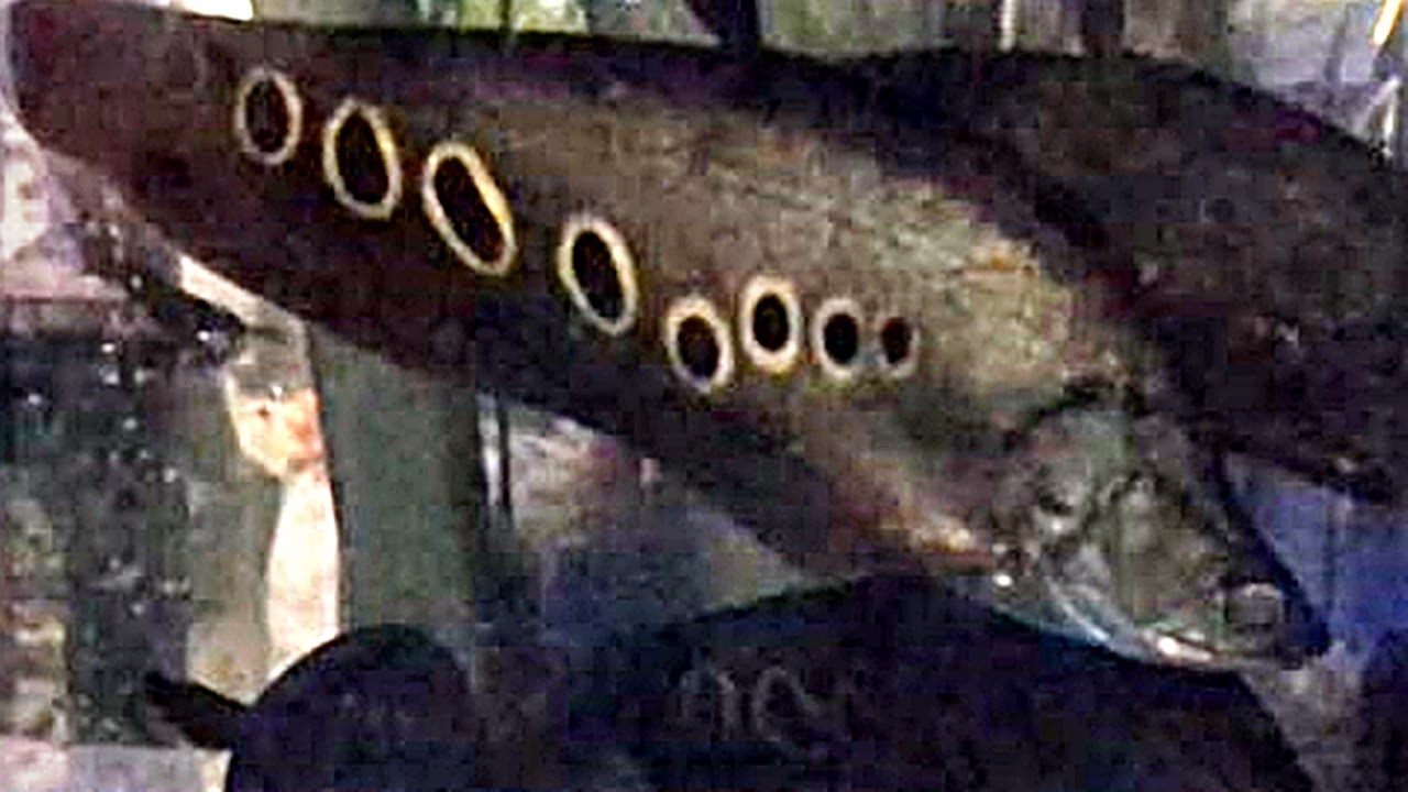 Clown Knife fish / Featherback fish - YouTube