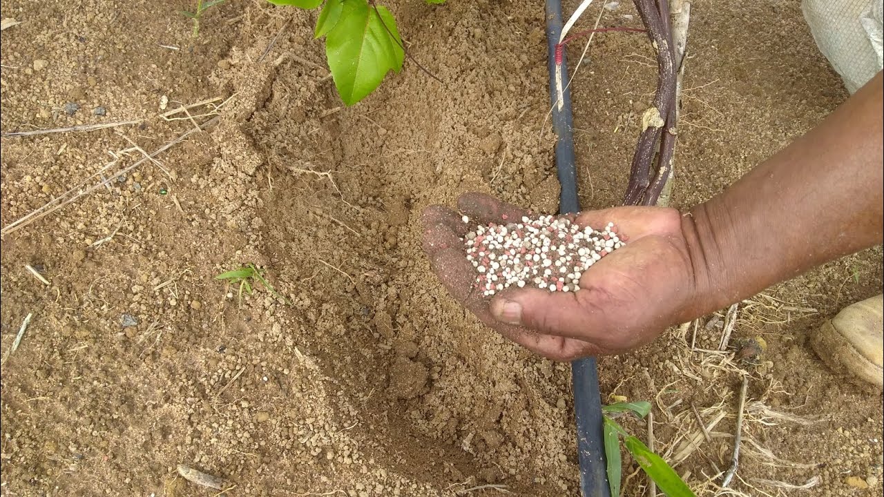 como adubar o maracujá - YouTube