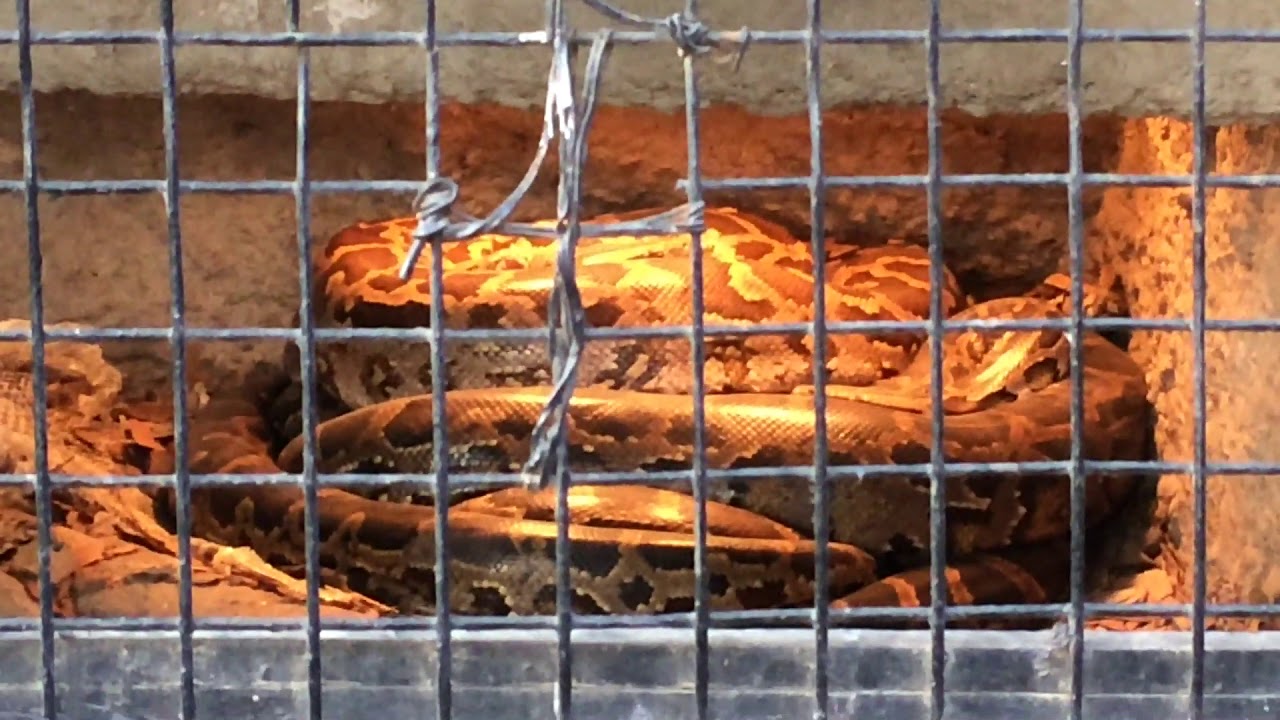 Python snake in Nepal- Really the Longest Snake Of Nepal - YouTube