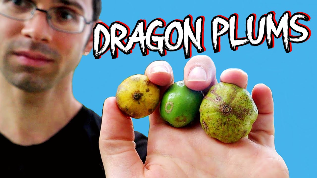 DRAGONPLUMS - We tried 4 kinds of this very rare fruit (Dracontomelon ...