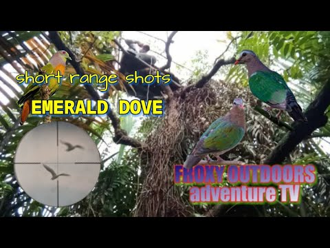EMERALD DOVE HUNT# Blinds @ the Top of the Tree_* GREEN PIGEON/WATER ...