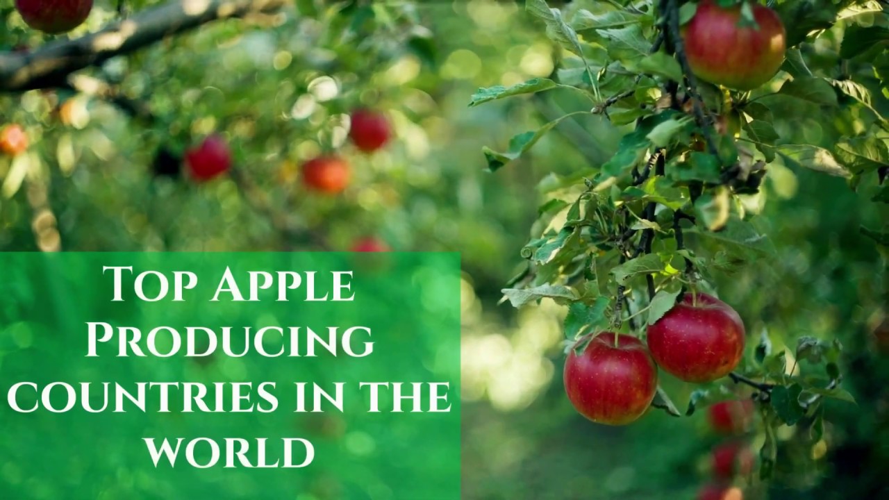 Top Apple Producing countries in the world 1980-2018 - YouTube