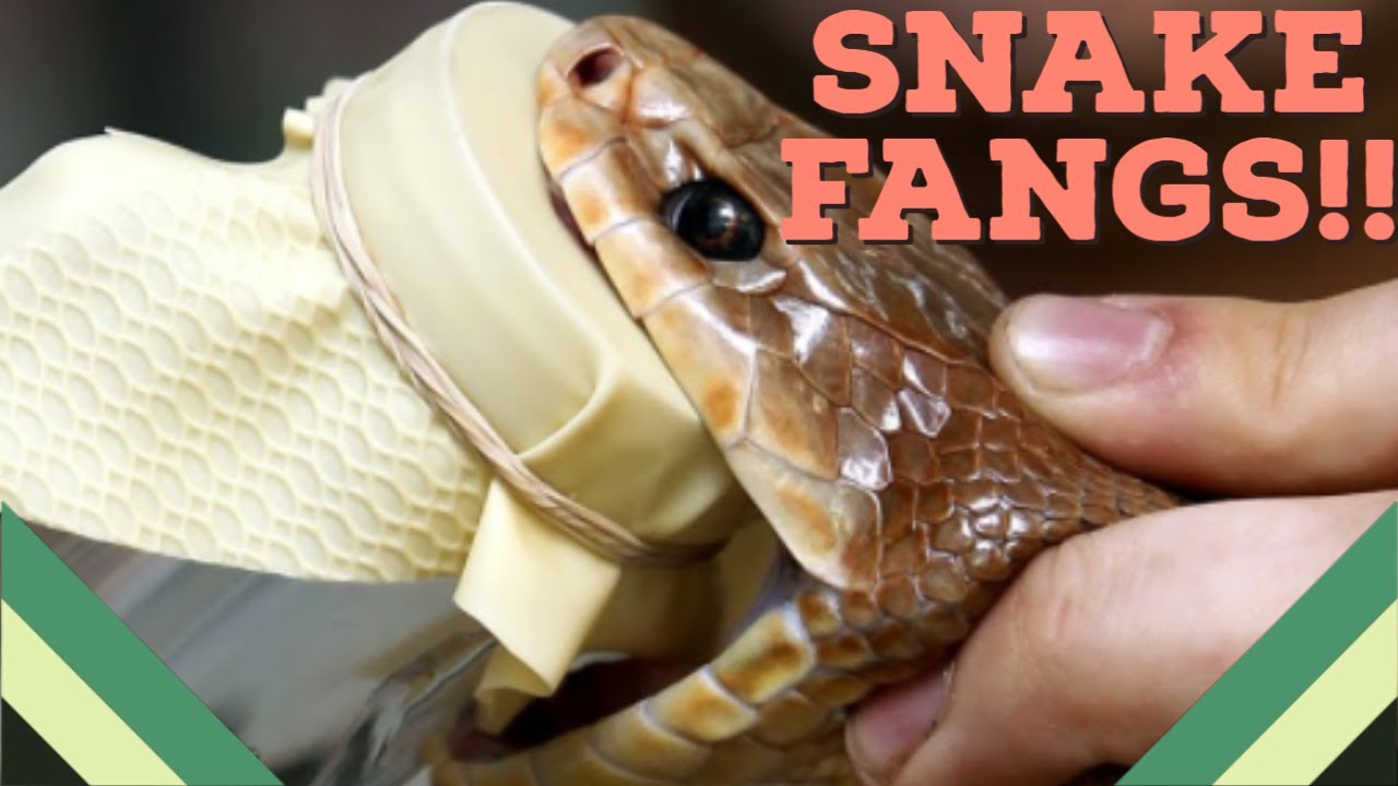 Types of Fangs! - YouTube