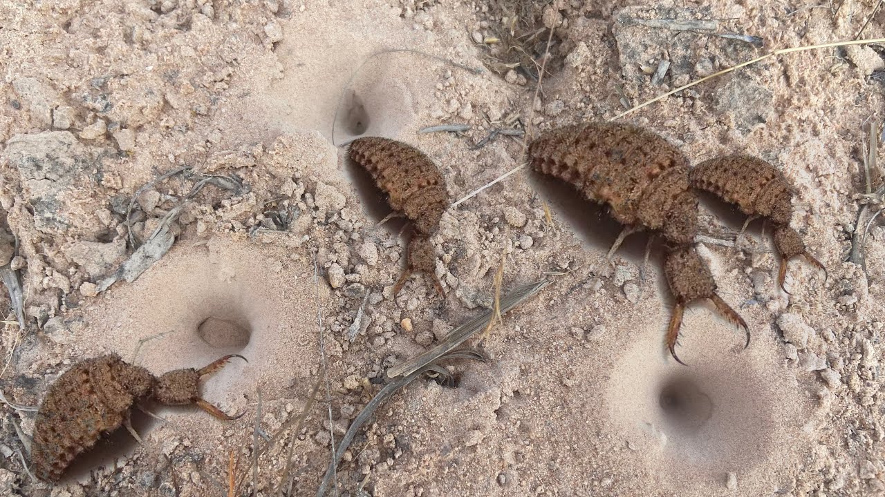 Catch Giant Antlion larvae by Pipe - YouTube