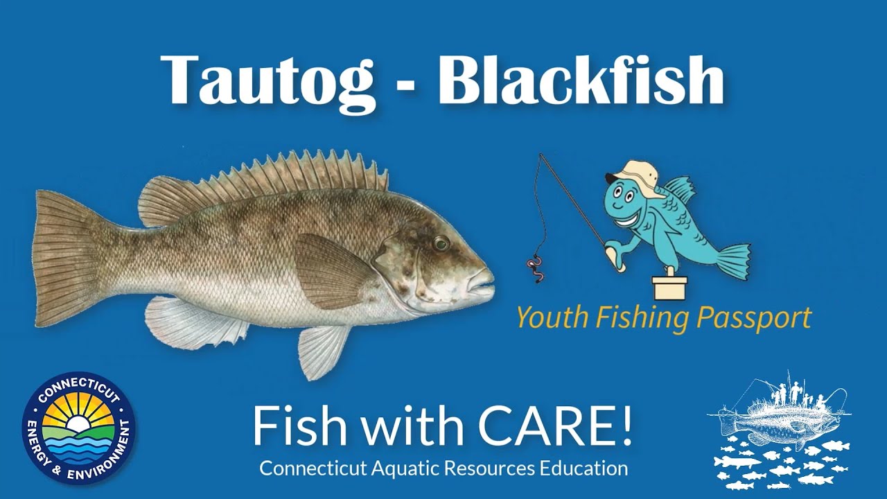 Catching Blackfish-Tautog- CT Youth Fishing Passport - YouTube