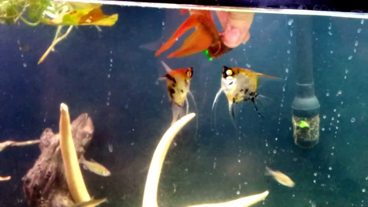 angelfish and betta breakfast - YouTube