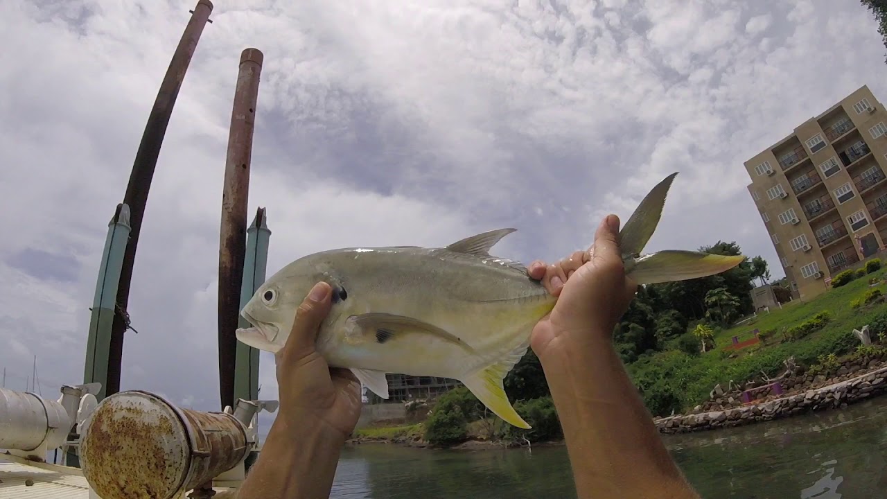 saltwater spoon fishing trevally in Grenada Caribbean - YouTube