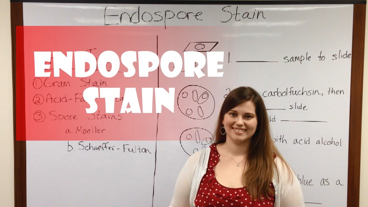 Endospore Stain Procedure (Moeller and Schaeffer-Fulton Methods) - YouTube