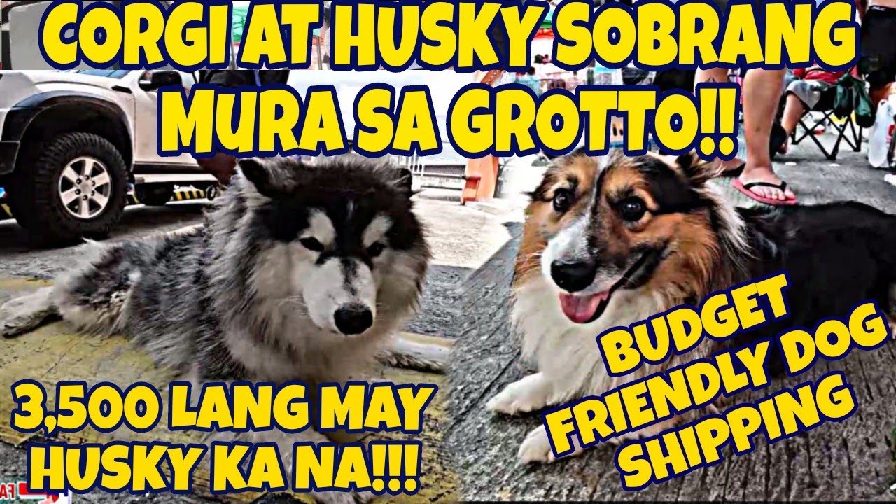 GROTTO PET MARKET UPDATE | PROMO 3,500 LANG ANG SIBERIAN HUSKY ...