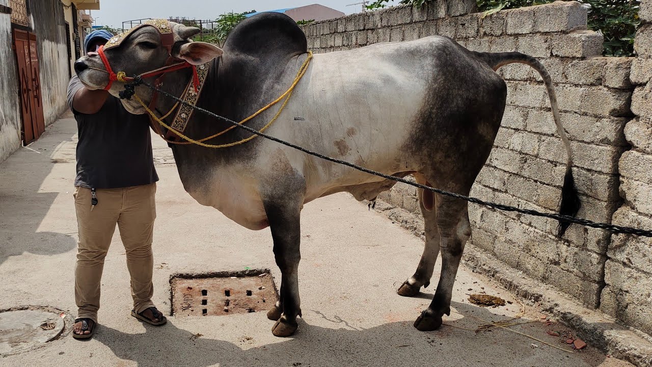 biggest Ongole bull in Hyderabad | bade janwar in Santosh Nagar | bulls ...