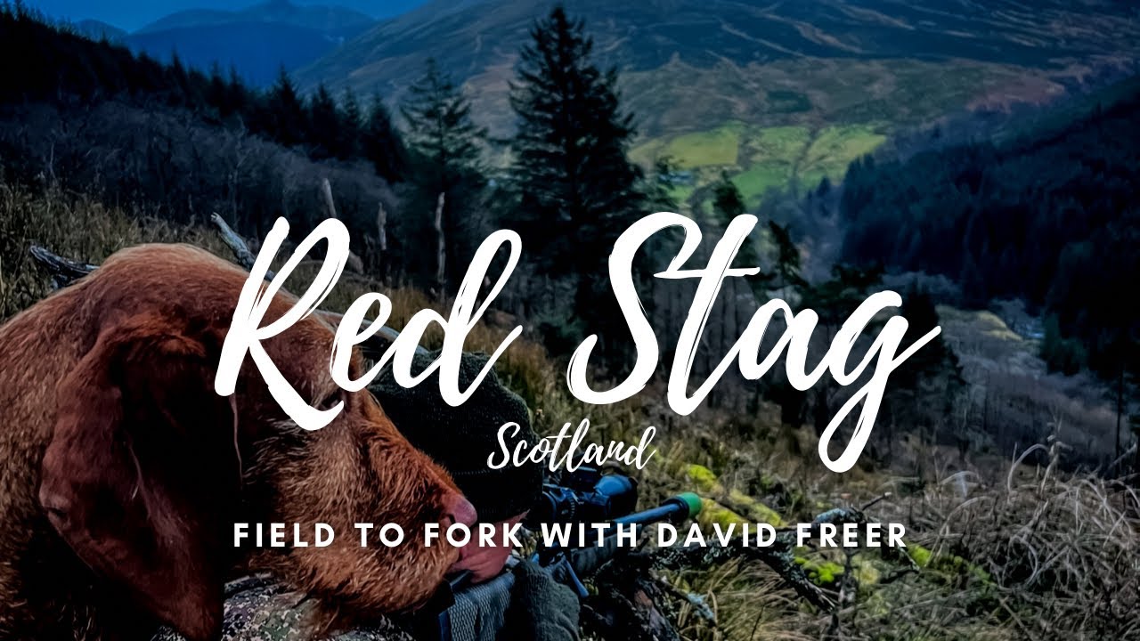 Journey to the Highlands: Red Stag Deer Stalking with David Freer from ...