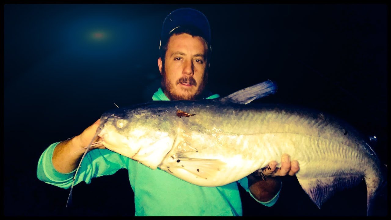 Fall Catfishing with shad and skipjack - YouTube