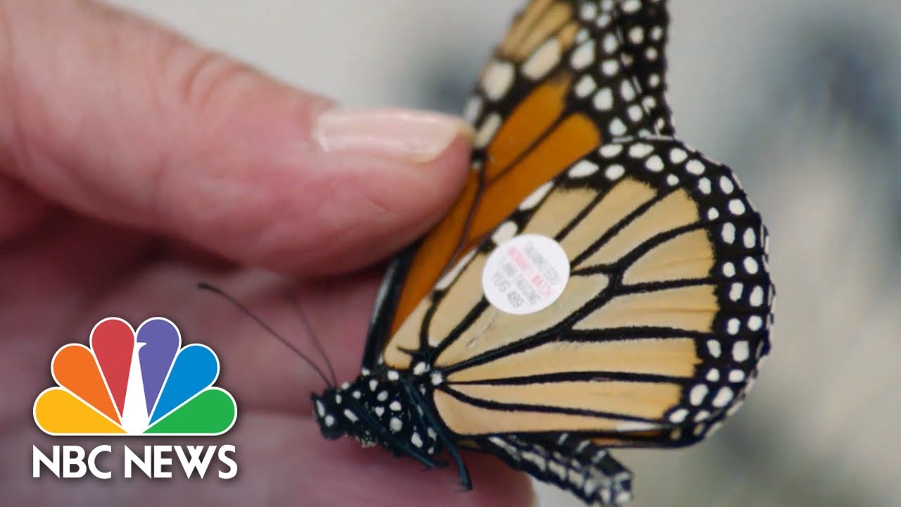 Monarch Butterflies, Internet Anniversary, And Snowball Ban | NBC News ...