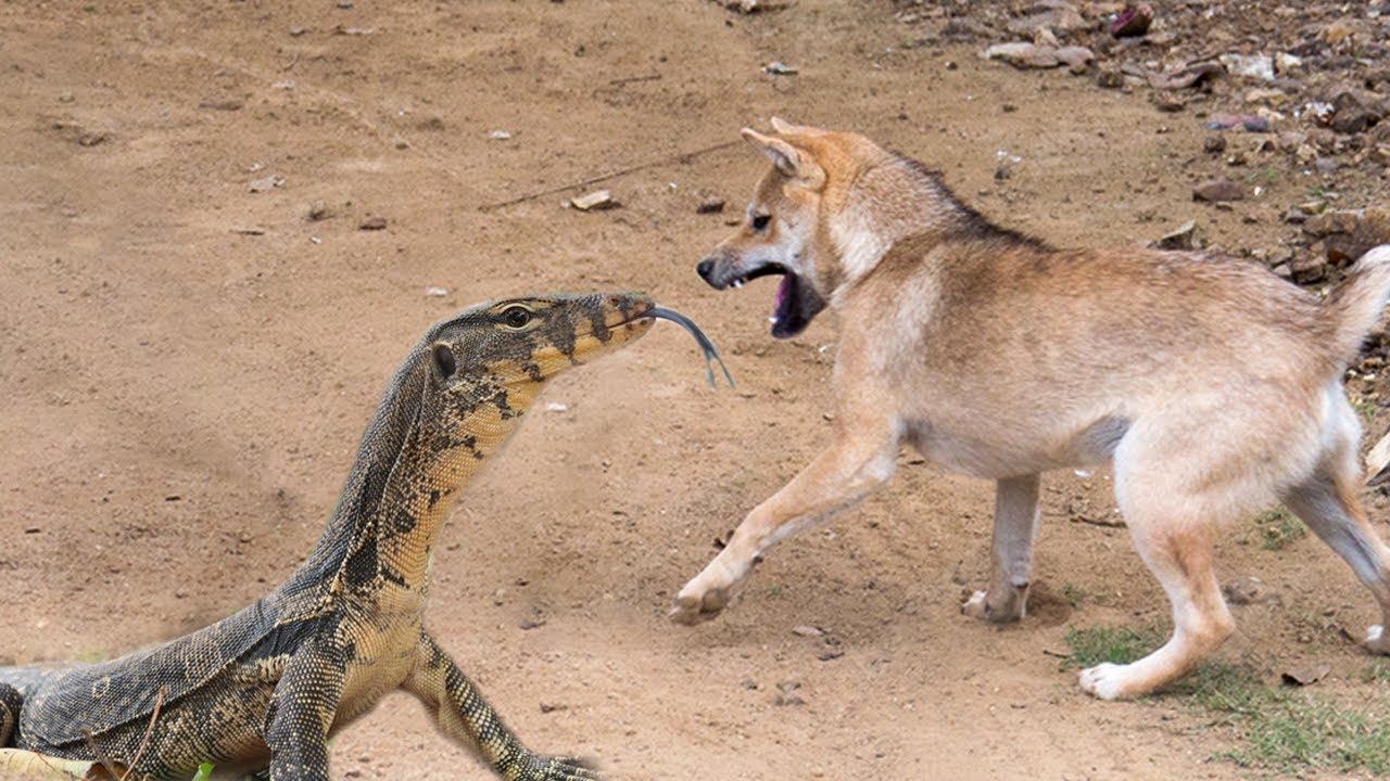 Dog Vs Lizard- Who Will Win ? - YouTube