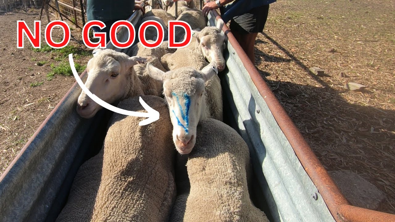 What Sheep Will Make The Cut? Sorting Sheep. Sheep Farming In Australia ...