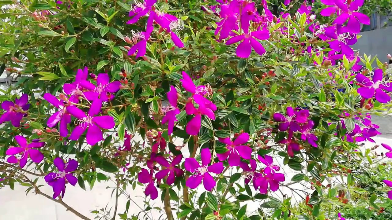 Osbeckia octandra Tree (Melastoma malabathricum) - YouTube