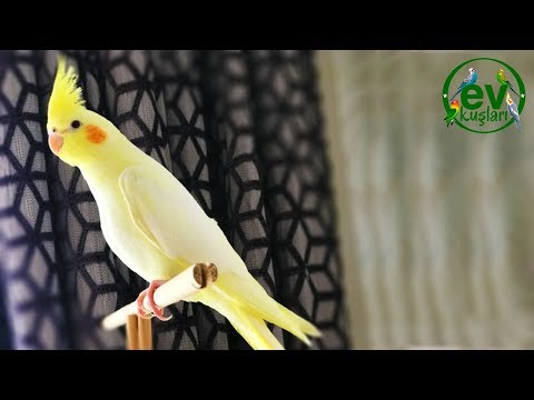 Erkek Sultan Papağanı  Sesi Melodik Ötüşü