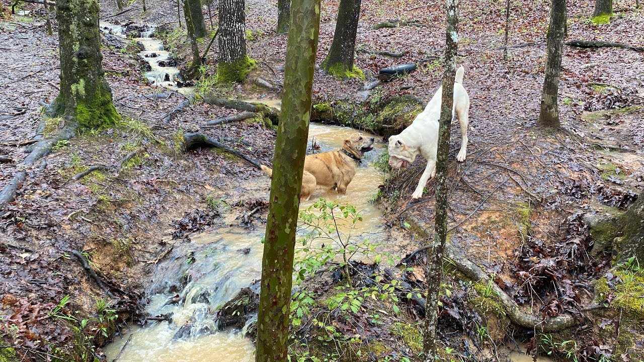 DAY IN THE LIFE AT DESIGNER MASTIFFS KENNELS - YouTube