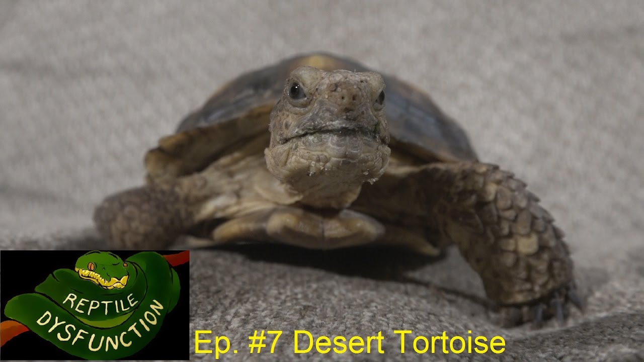 Reptile Dysfunction Ep. #7 "Desert Tortoise" - YouTube