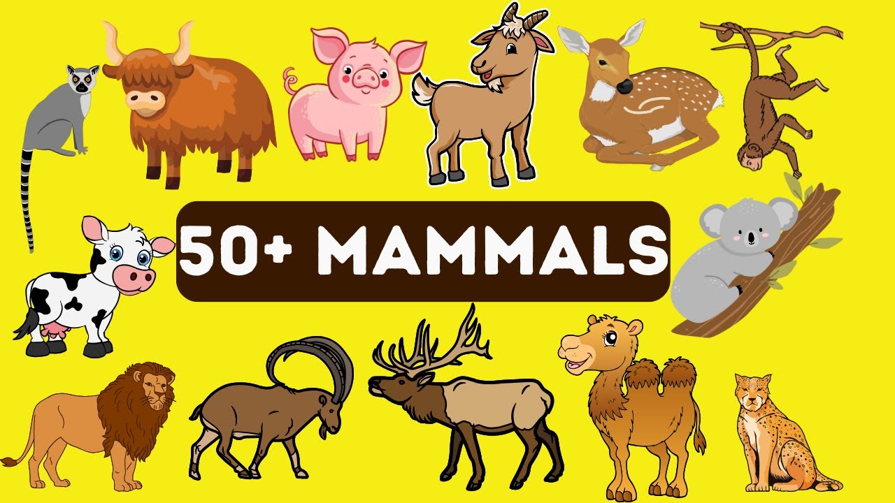 50+ Mammals Name at once -Animals Kids Learning Poem- Some Animals Poem ...