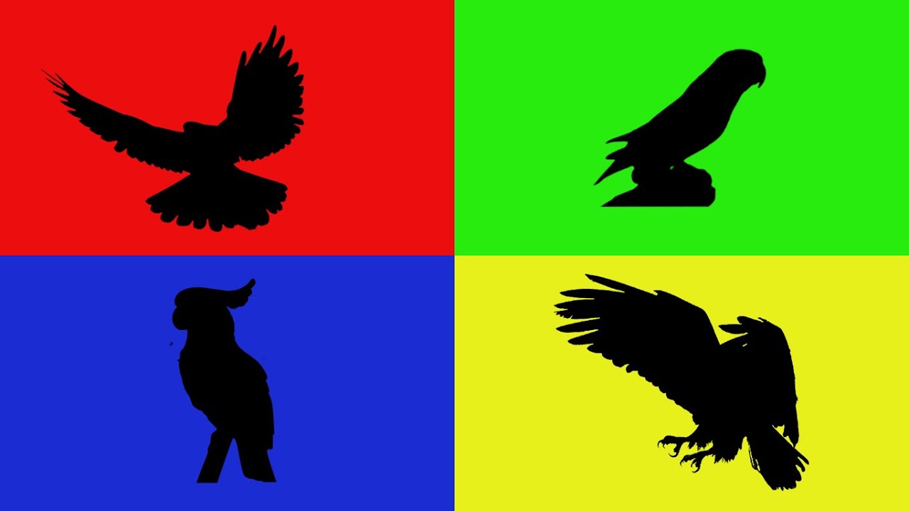 Matching Bird Pictures(Mencocokkan Gambar Burung) - YouTube