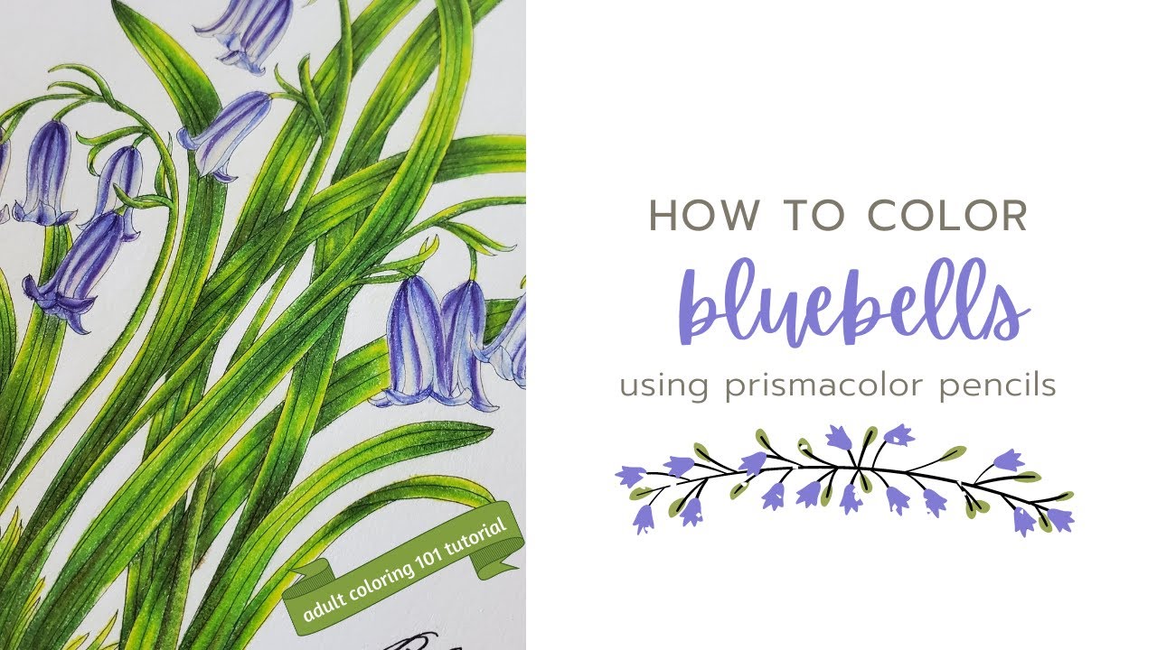 How to Color Bluebells with Prismacolor Pencils | Adult Coloring 101 ...