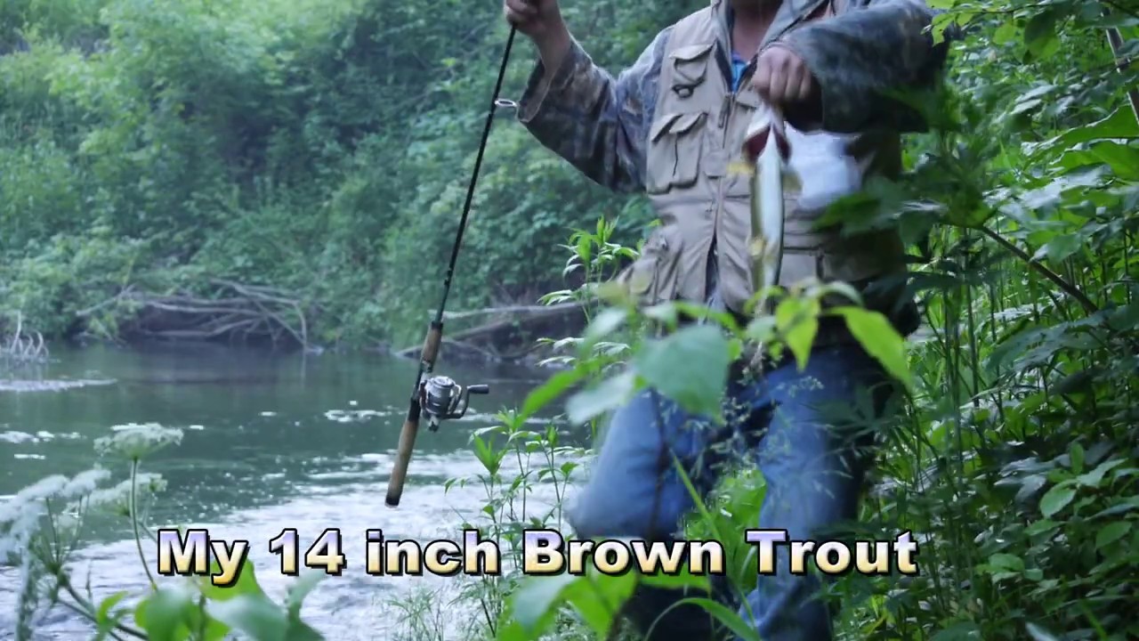 16 inches Brown Trout - YouTube