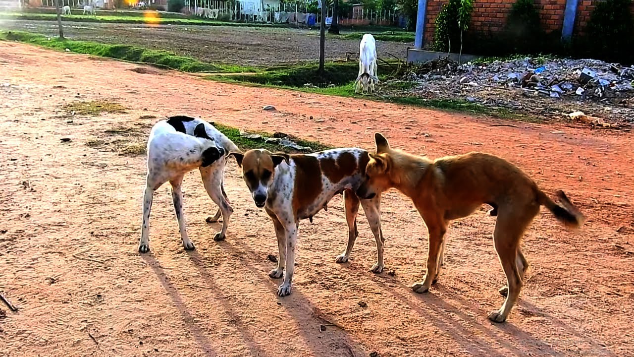 Awesome Rural Dogs !! Dog Meeting for the Summer Season in Village ...