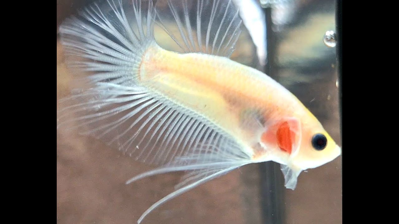 BETTA CELLO🐠🐟🐬 - YouTube