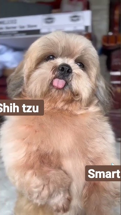 how to lick A shih tzu #shihtzu #smartdog #shortsbeta - YouTube