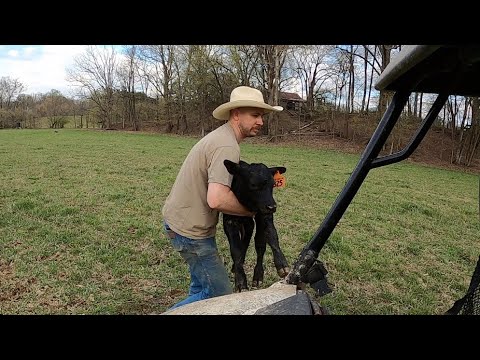 Confused heifer abandons her calf! Can we reunite them? - YouTube