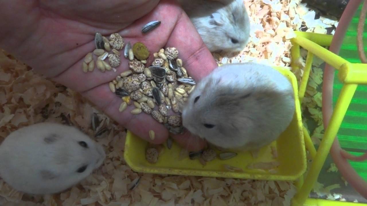 별따냥과 햄찌들 햄스터도 먹이주는 사람은 알아봅니다 pudding hamster pearl hamster 햄스터, - YouTube