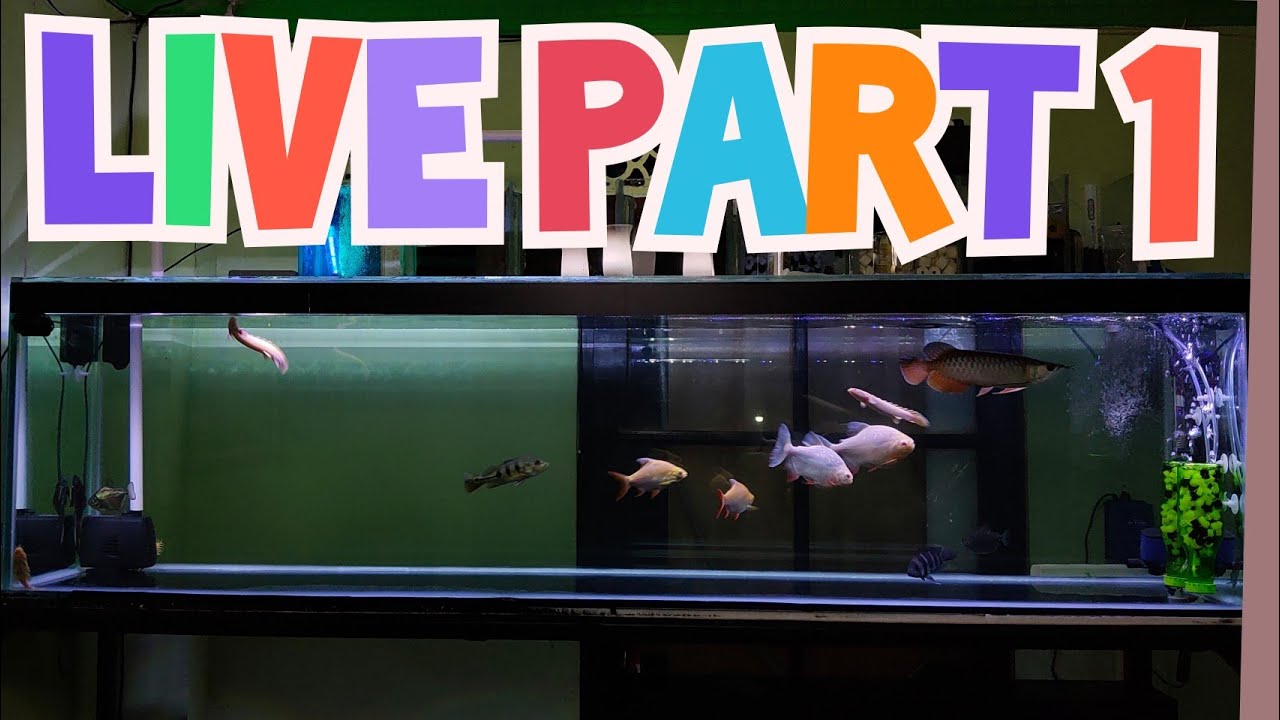 LIVE PART 1 - YouTube