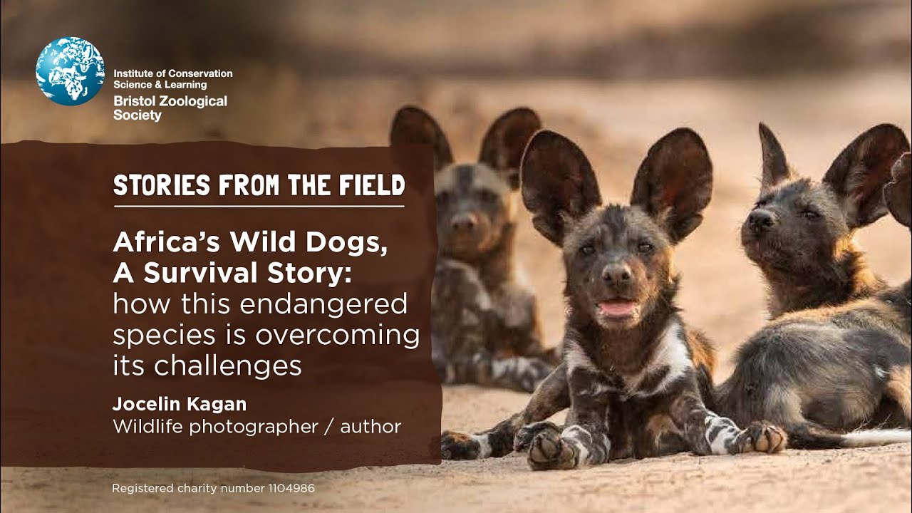 Stories from the Field: Africa’s Wild Dogs, A Survival Story - YouTube