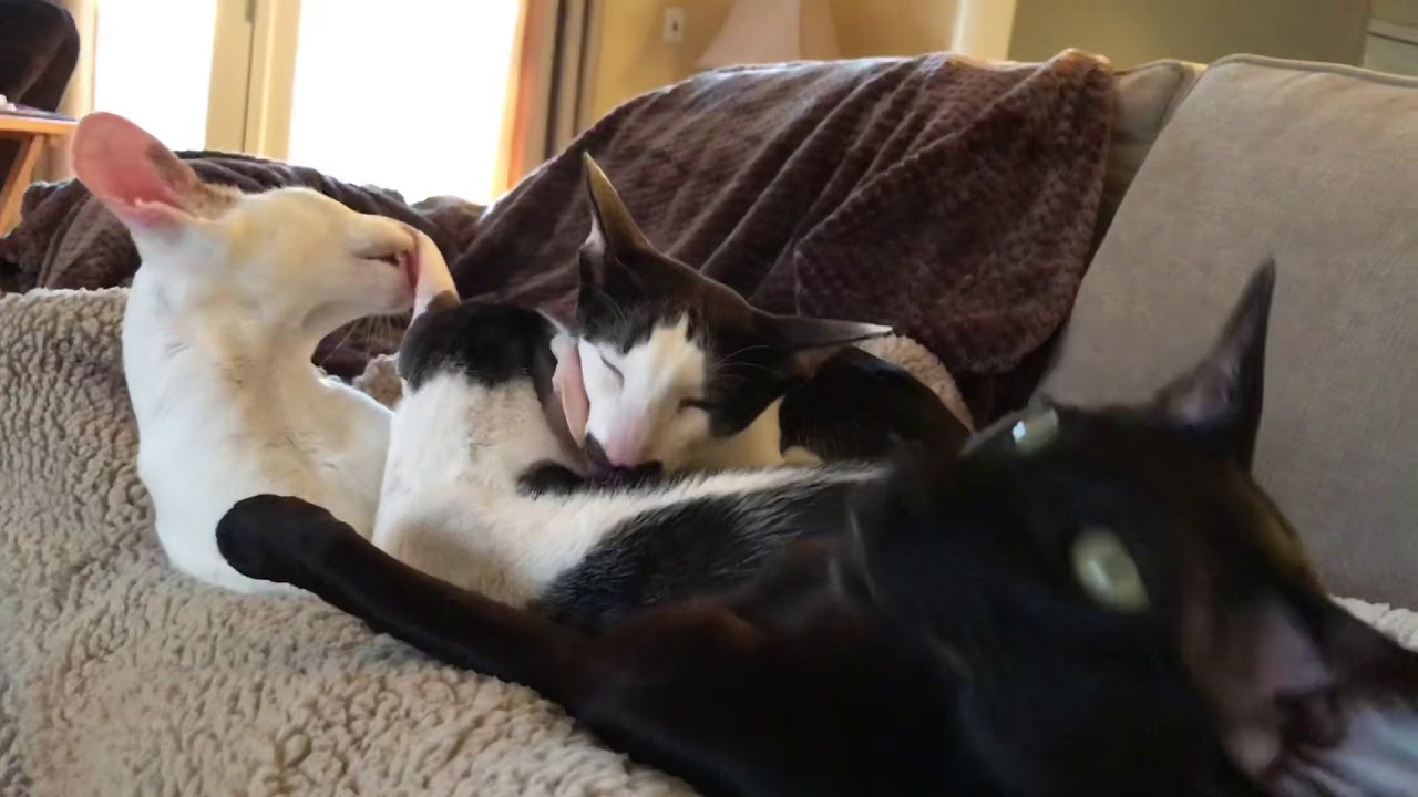 Teddy Tuesday is always a lot of fun - YouTube