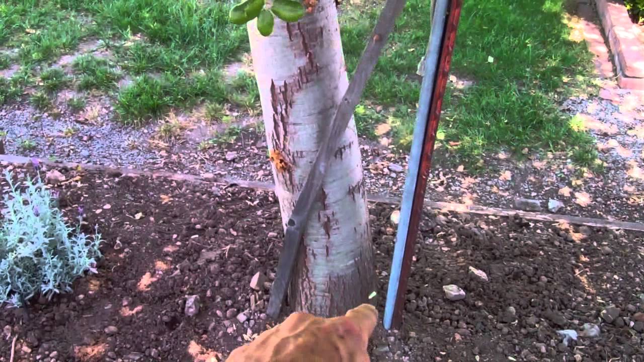 Staking Trees--Pros and Cons - YouTube