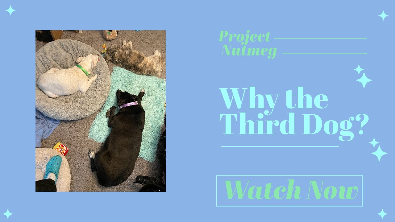Why the Third Dog - YouTube