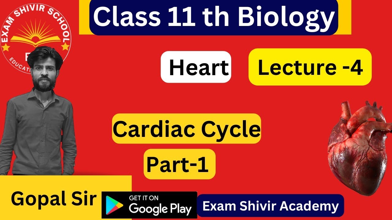 Cardiac Cycle | Part-1| Circulatory System |Part-4 | Class 11th Biology ...