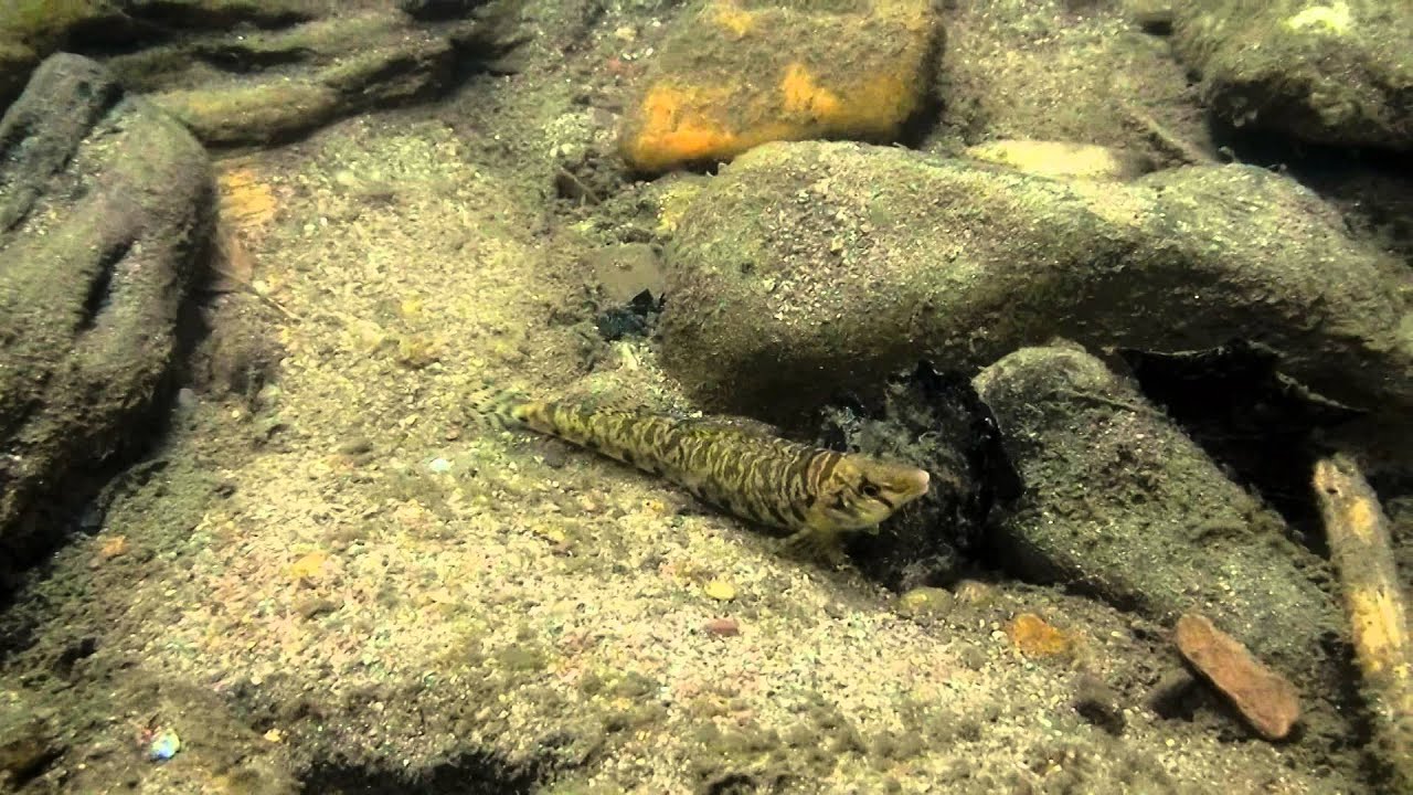 Roanoke Logperch Feeding Behavior - YouTube