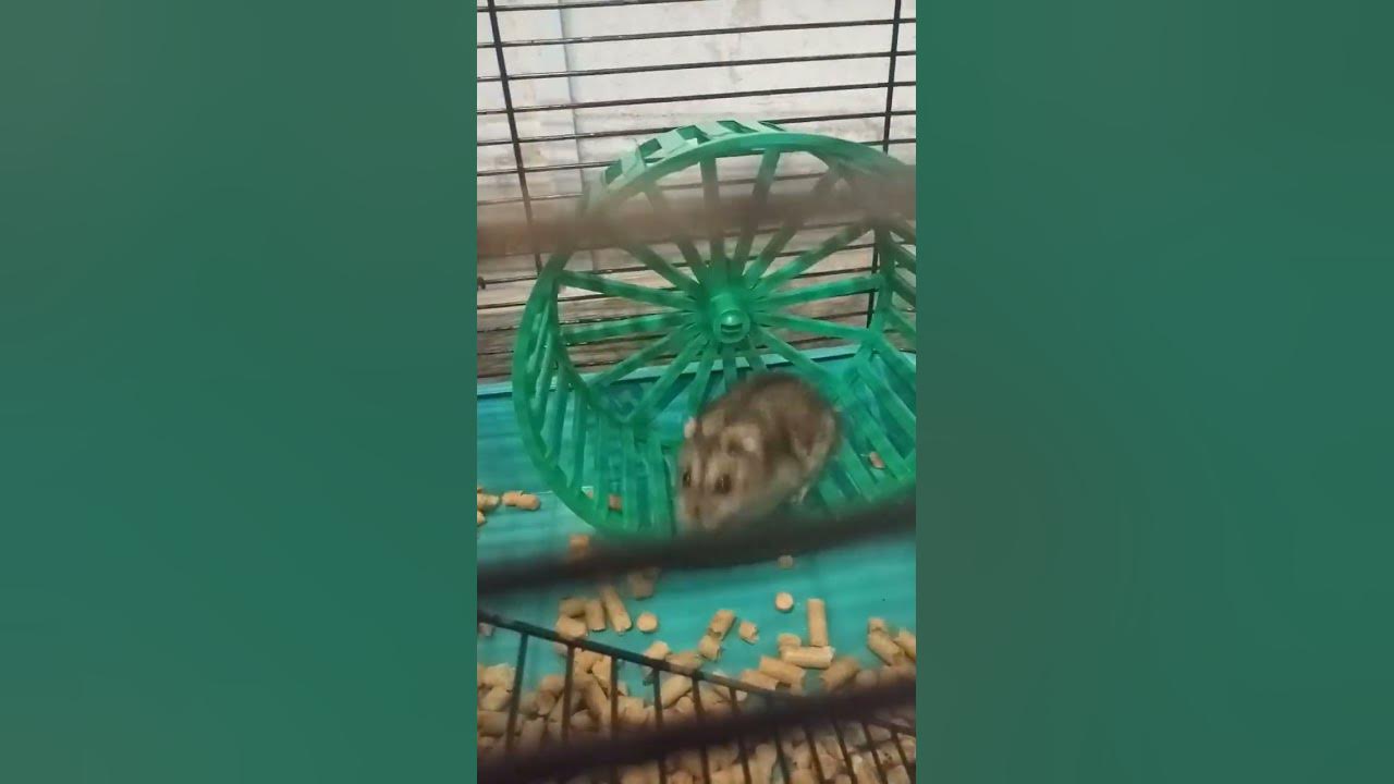хомяк🐹 качок - YouTube