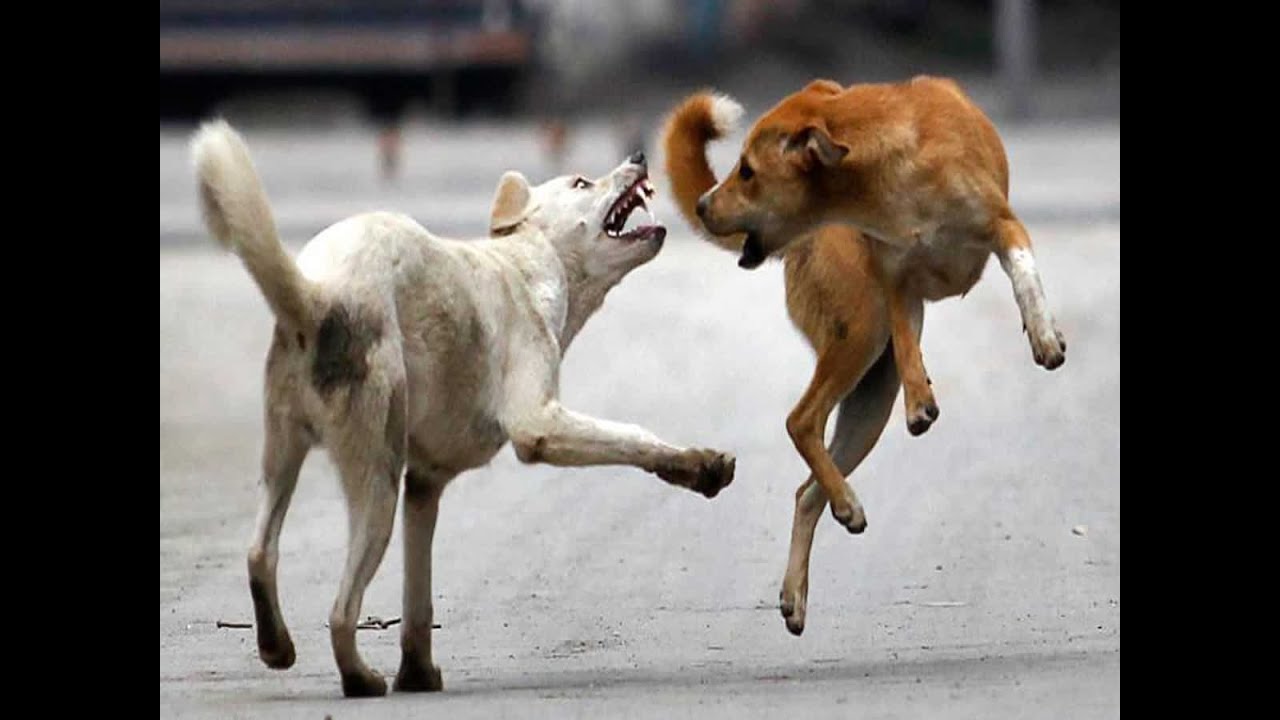 Kerala stray-dog menace - YouTube