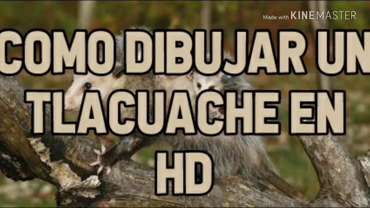Como dibujar un Tlacuache en 10 Pasos - YouTube