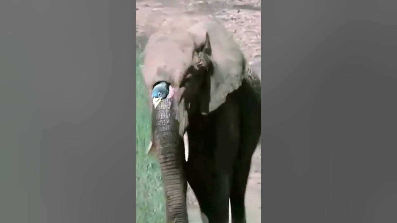 Unlikely Shelter Bird Nesting In A Live Elephant s Head YouTube unlikely-shelter-bird-nesting-in-a-live-elephant-s-head-youtube