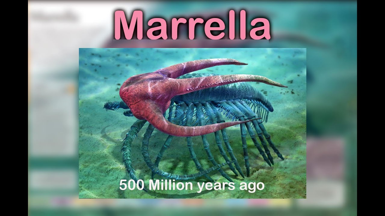Marrella _ Shrimplike Creature 500 Million Years Ago - YouTube