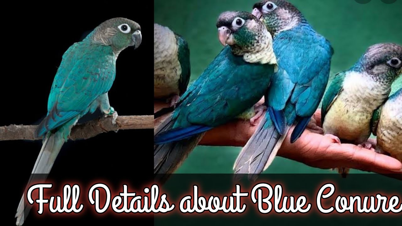 Blue Conure || Full Guide about Blue yellow side Conure - YouTube