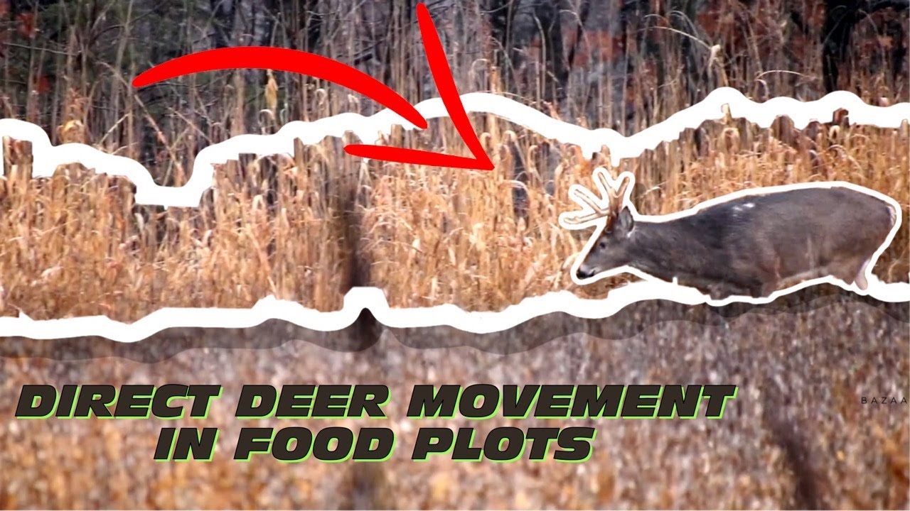 Design Your FOOD PLOT for Better DEER MOVEMENT! - YouTube