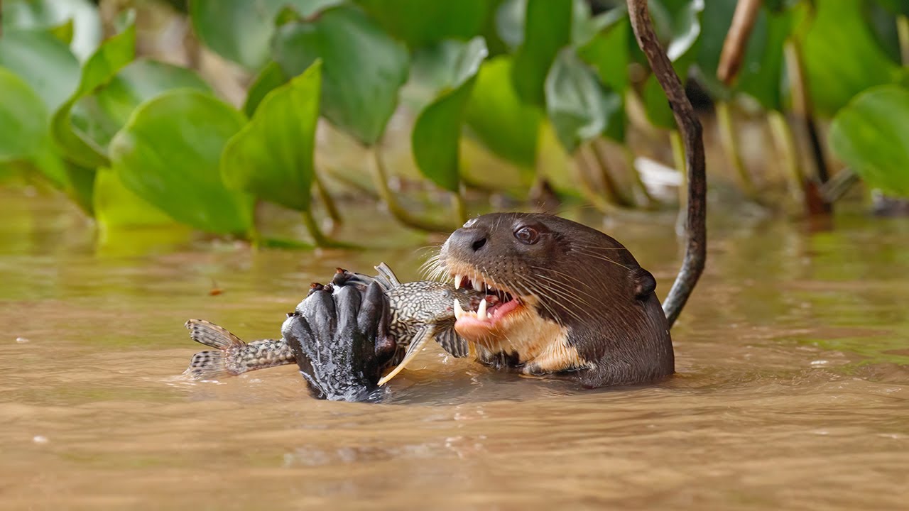 Playful Predators: Giant Otter Family Eating Fish Together at Pantanal ...